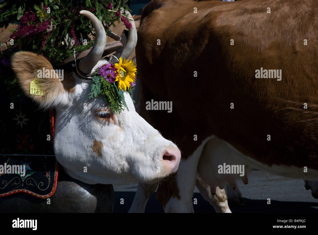 Alperfest hi-res stock photography and images - Alamy
