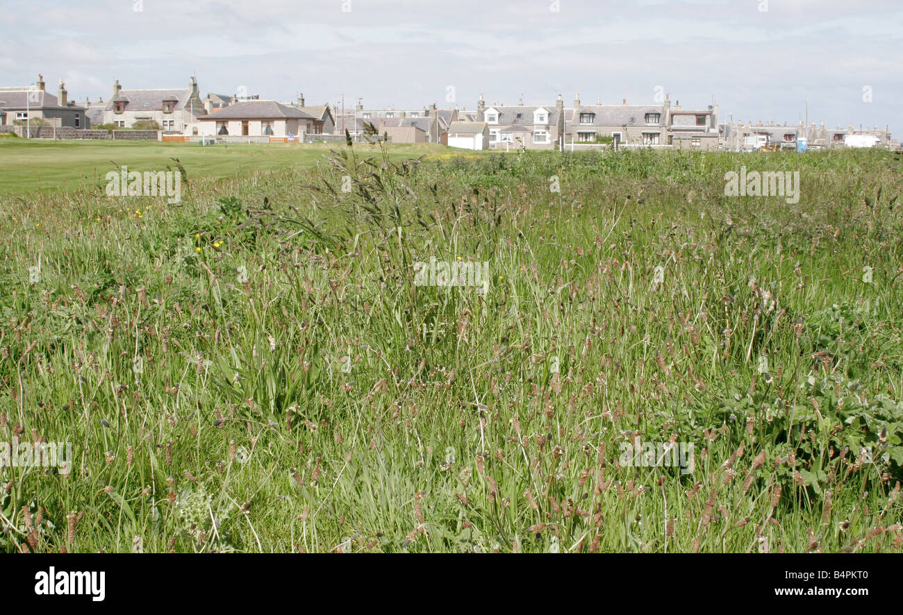 Surf grasses hi-res stock photography and images - Alamy