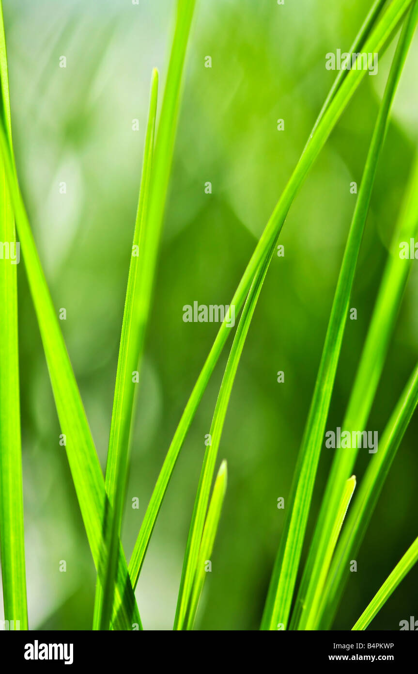 Sunlit blades of grass hi-res stock photography and images - Alamy
