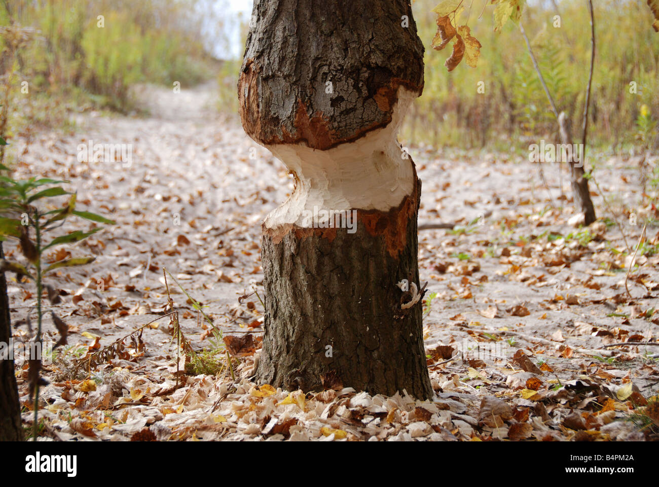 Beaver tree chew hi-res stock photography and images - Alamy