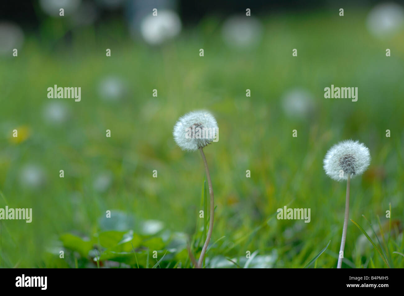 Taraxacum californicum hi-res stock photography and images - Alamy