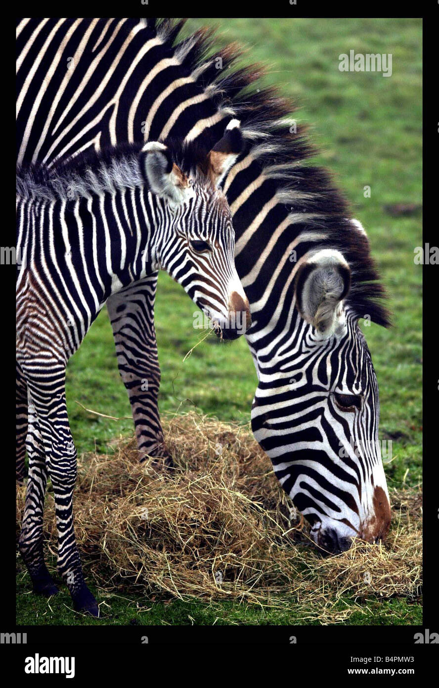 Baby Zebra pictured with mum December 2001 Edinburgh Zoo is looking for ...
