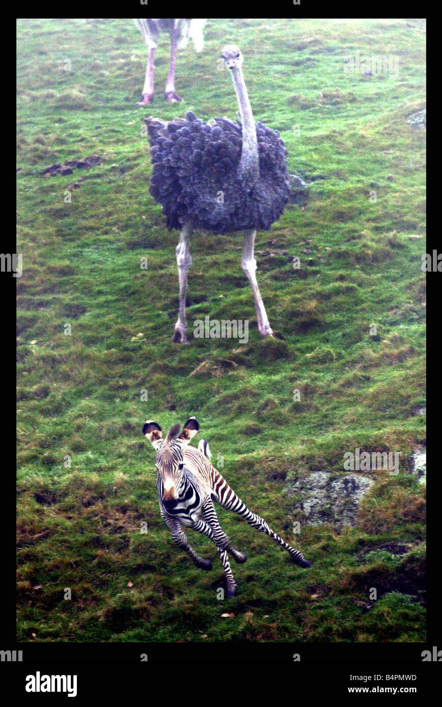 Baby Zebra being chased by an Ostrich December 2001 Edinburgh Zoo is ...