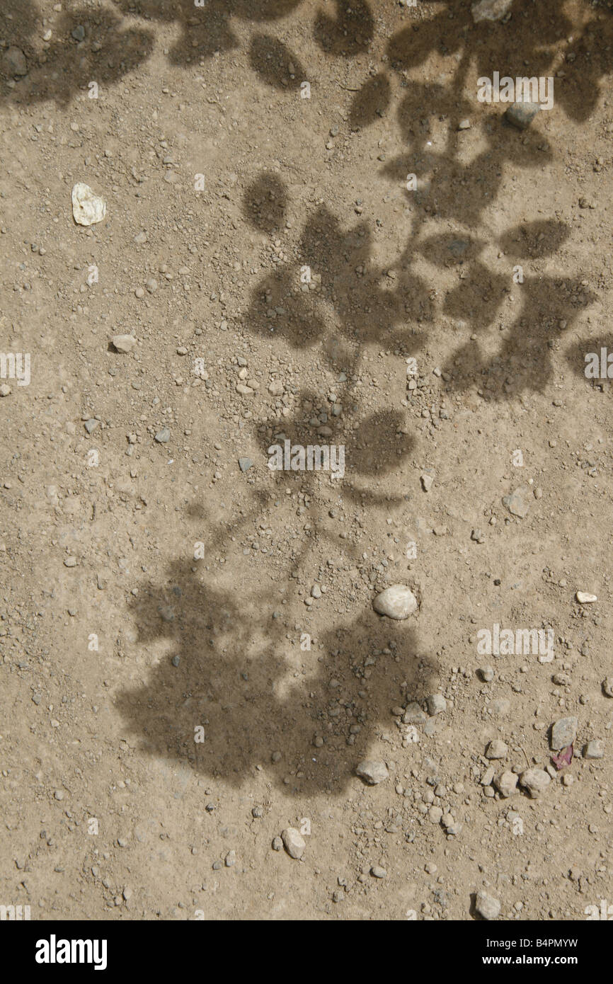 detail of plant flower shadow on soil earth on floor ground in garden ...