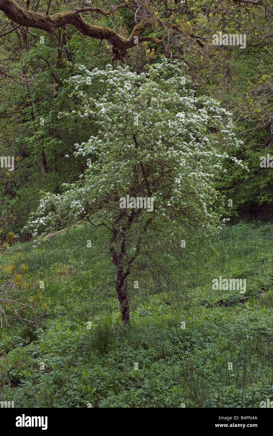 May blossom hi-res stock photography and images - Alamy