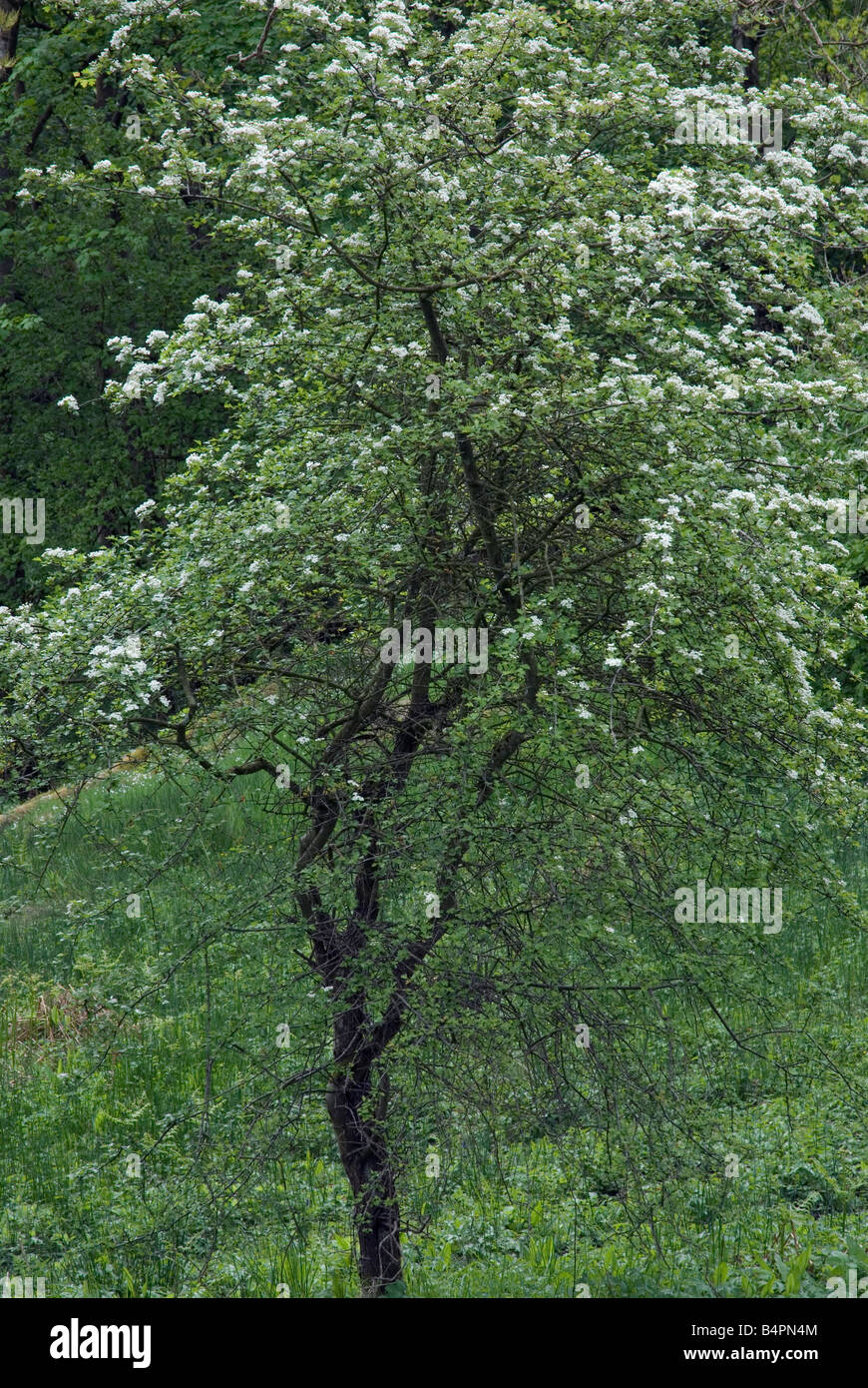 Hawthorn may blossom hi-res stock photography and images - Alamy