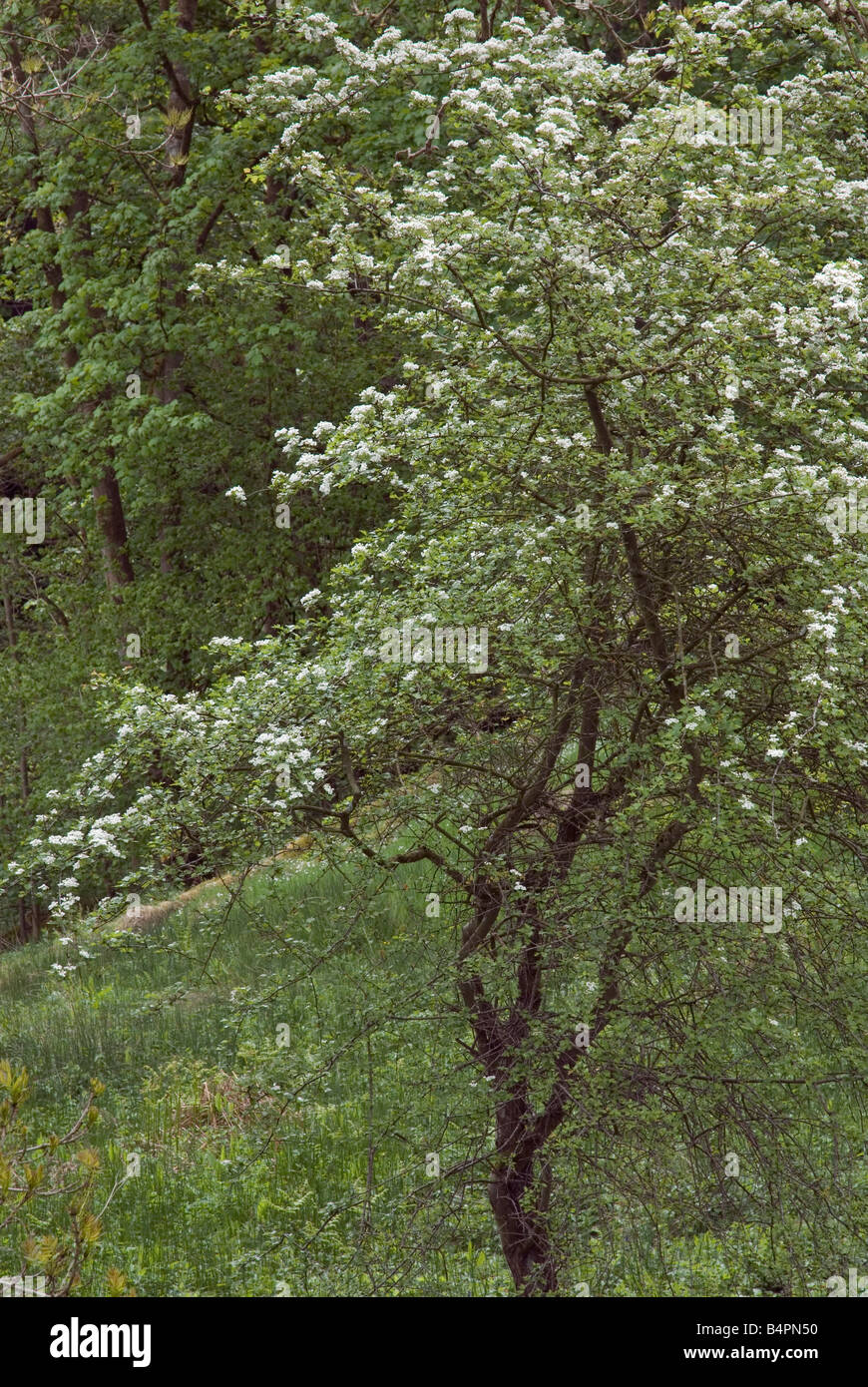 Hawthorn tree blossom Stock Photo - Alamy