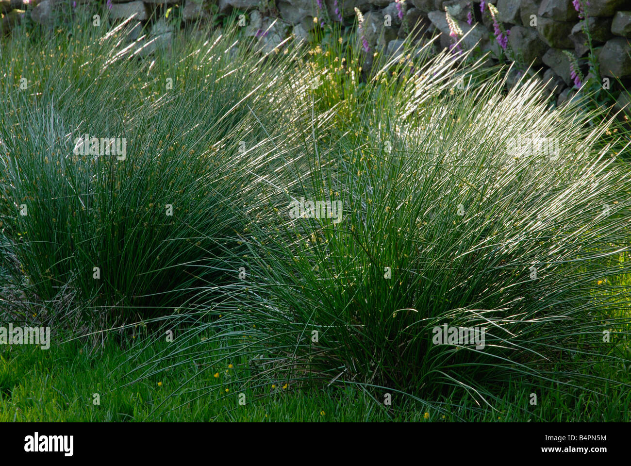 Rush tussock hi-res stock photography and images - Alamy