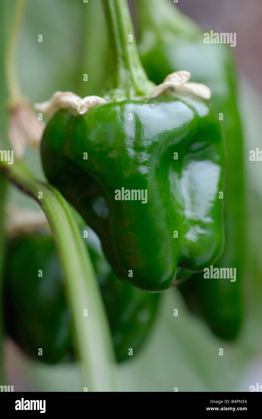 Long sweet pepper hi-res stock photography and images - Alamy