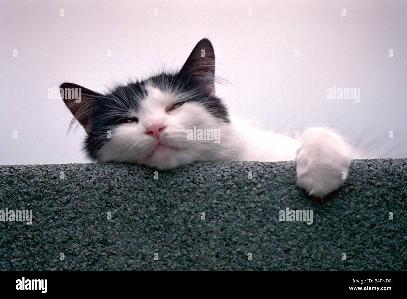 Cool cat Bobby takes a rest after a day mousing August 2002 Stock Photo ...