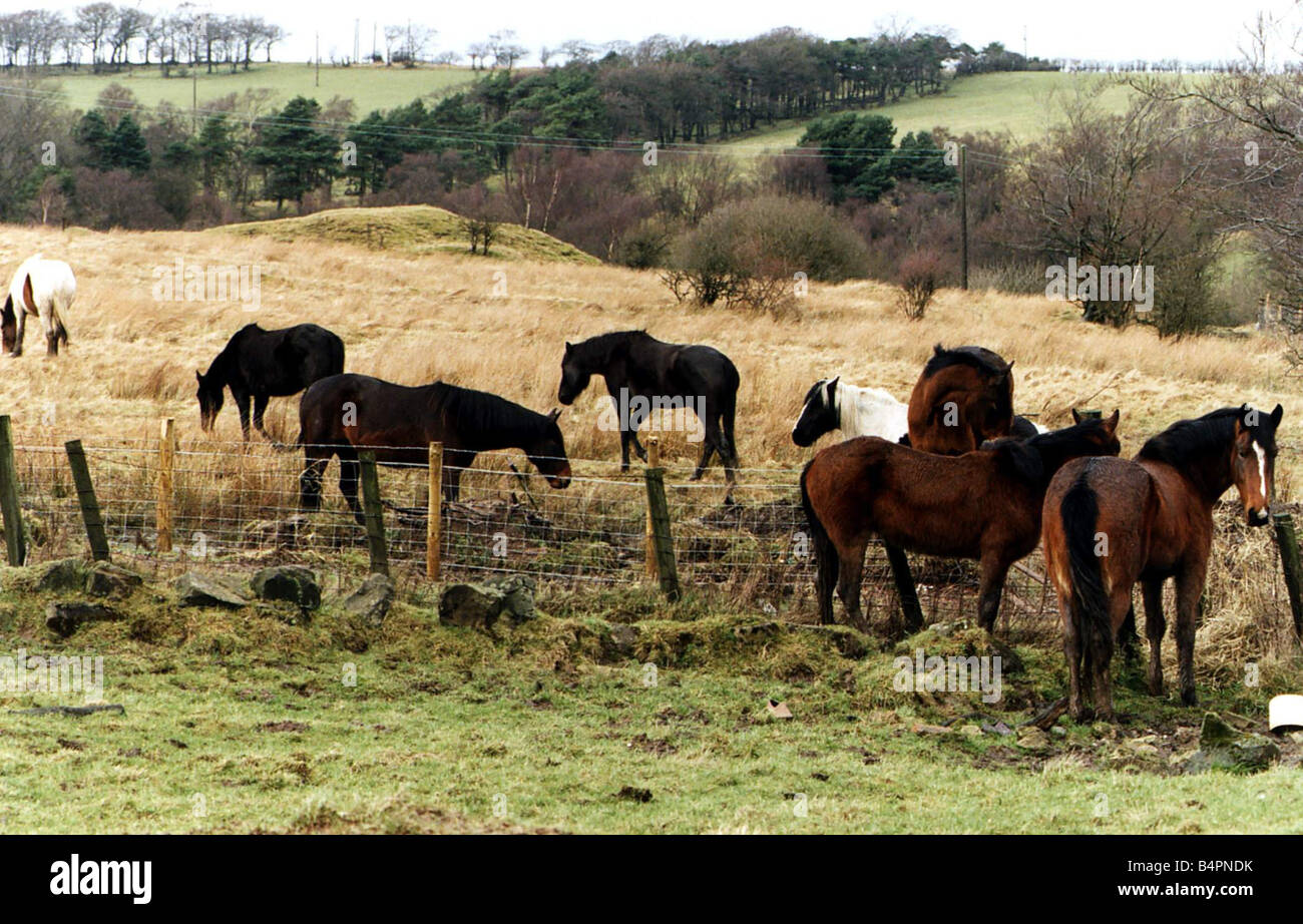 Horses ponies loose in field abandoned Newhouse circa 1995 Stock Photo ...