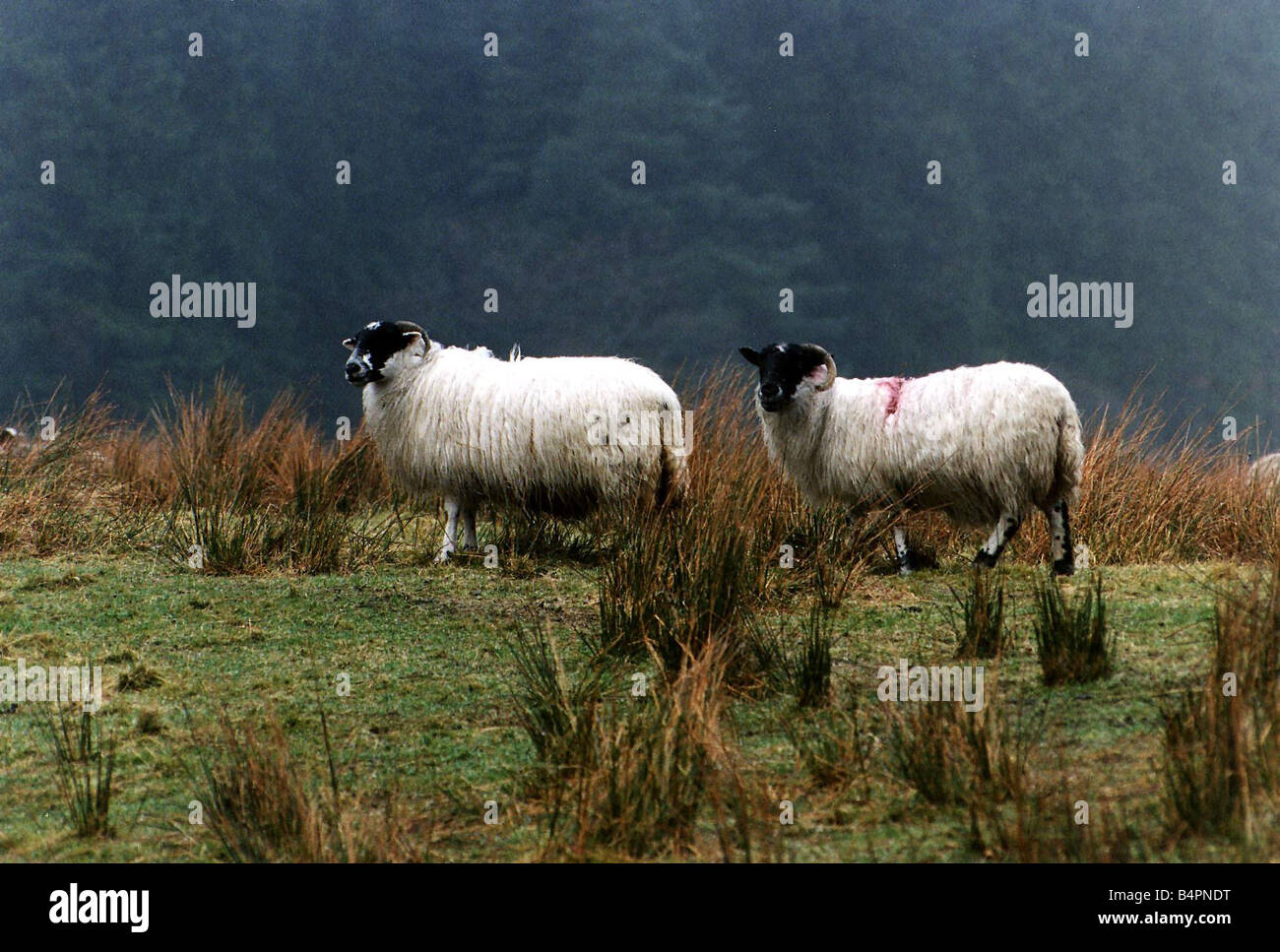 Two sheep grazing hillside circa 1995 Stock Photo - Alamy
