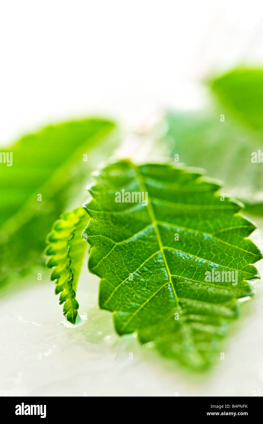 Wet tree branch with green leaves close up Stock Photo - Alamy