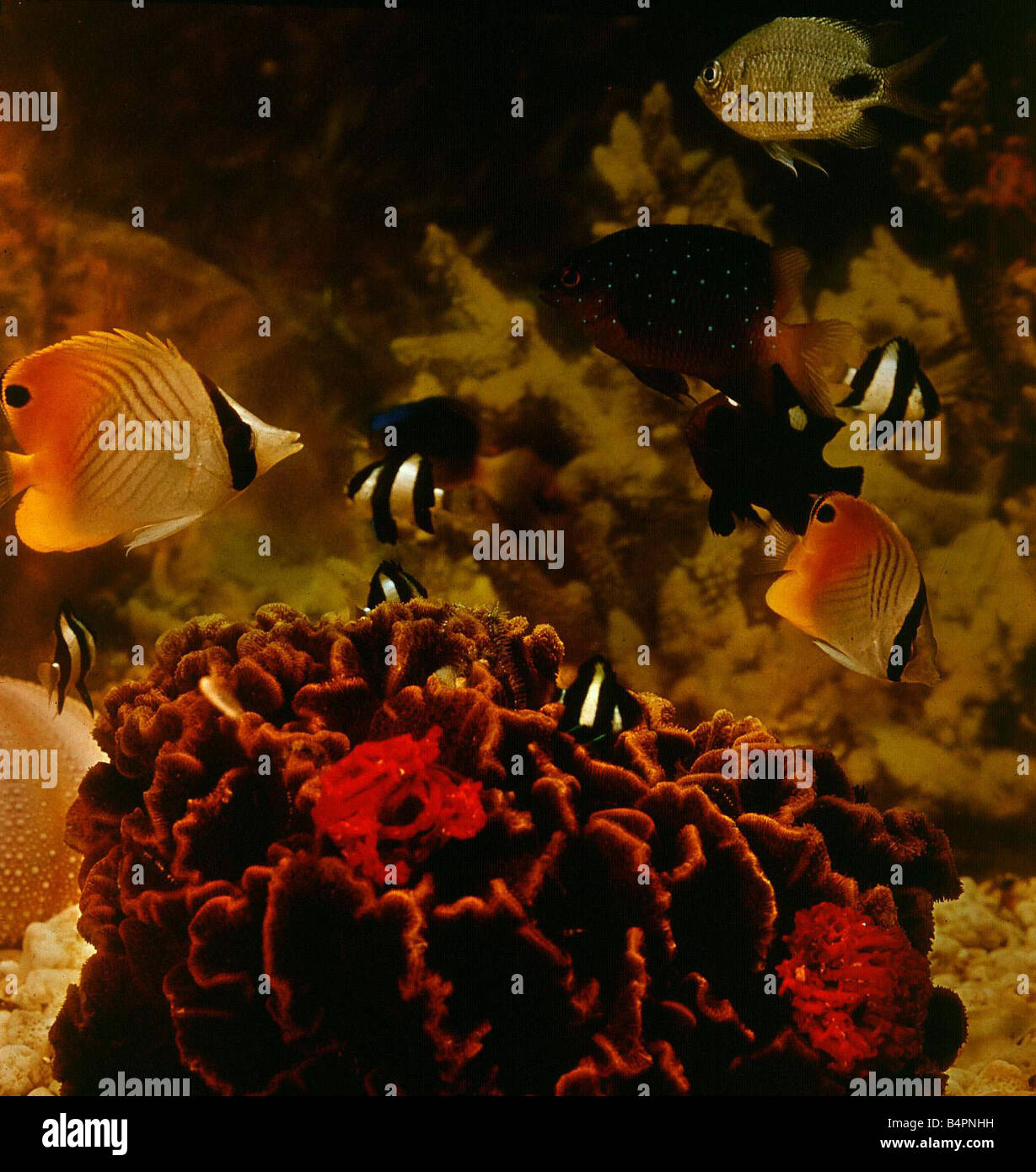 Tropical fish circa 1982 Stock Photo - Alamy