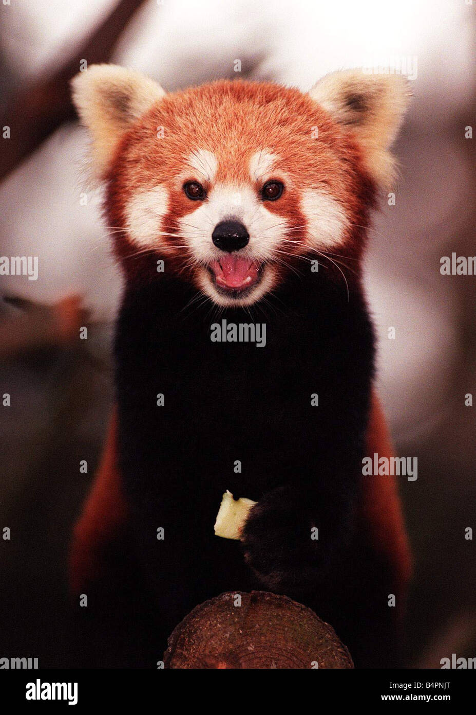 Rusty the rare Red Panda born at Edinburgh Zoo November 1997 Stock ...