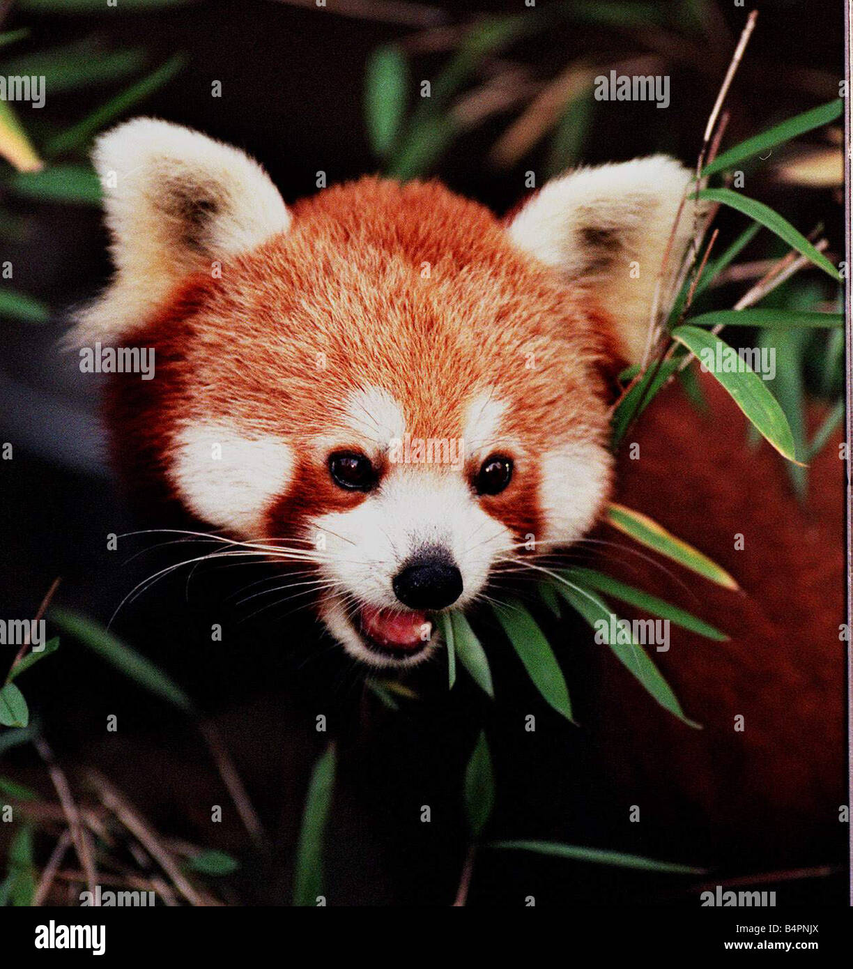 Born at edinburgh zoo hi-res stock photography and images - Alamy