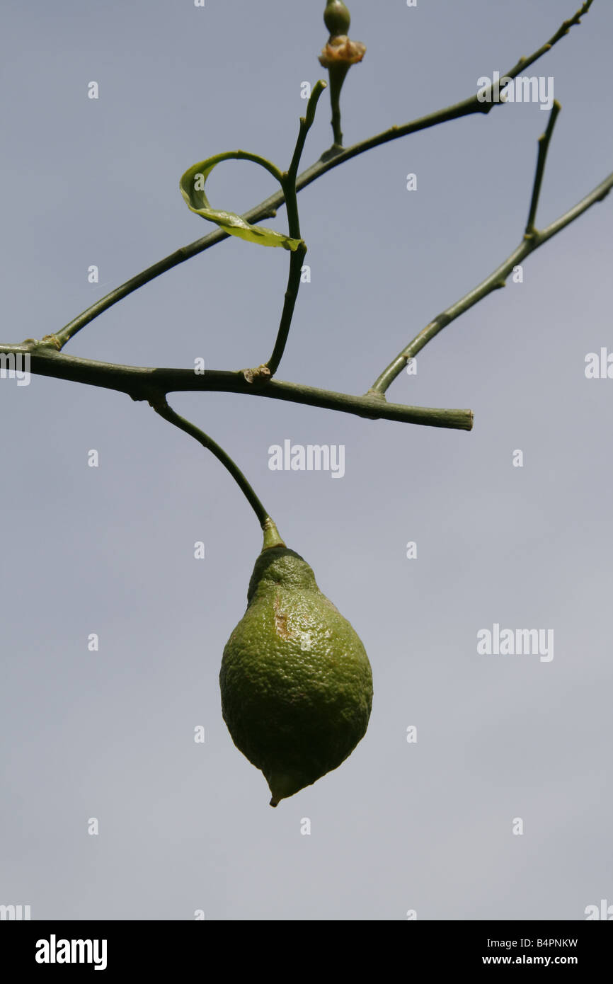 one single lemon lime growing on tree Stock Photo - Alamy