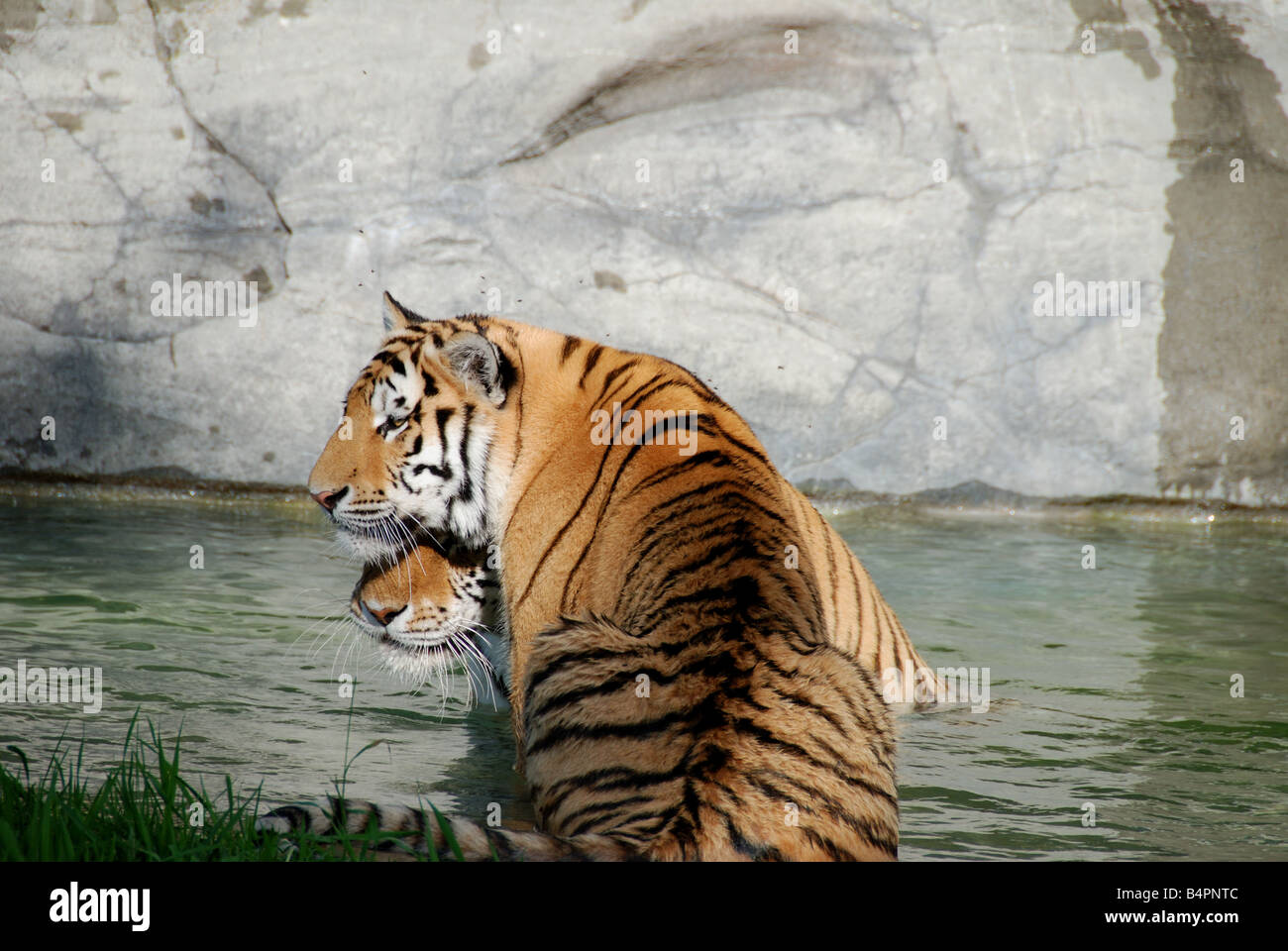 Siberian tigers hi-res stock photography and images - Alamy