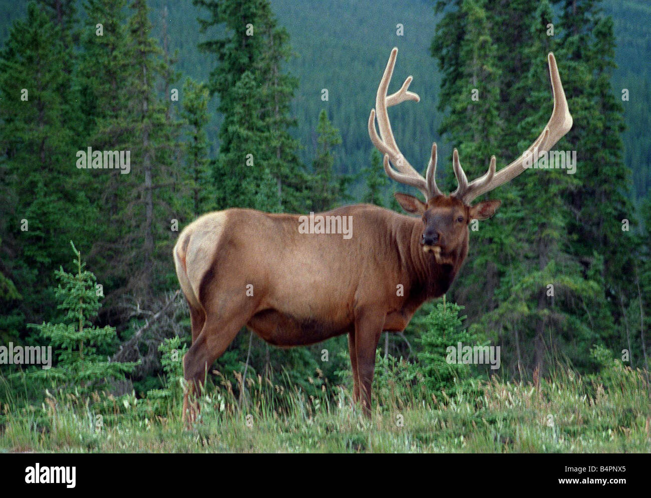 Stag grazing in Canada July 1999 Stock Photo - Alamy