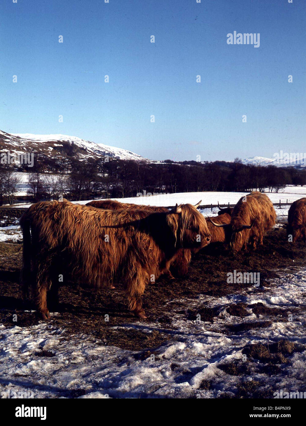 Pedigree Highland cattle on a farm at Luib in Perthshire Scotland circa ...