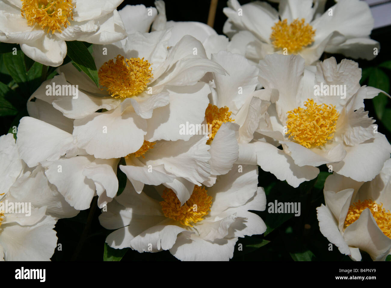 White peonia hi-res stock photography and images - Alamy