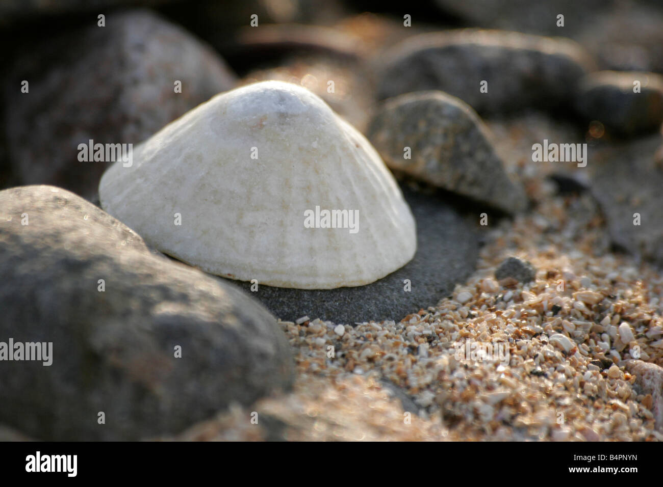 Shell on the seashore at Inverallochy on the North East Coast of ...