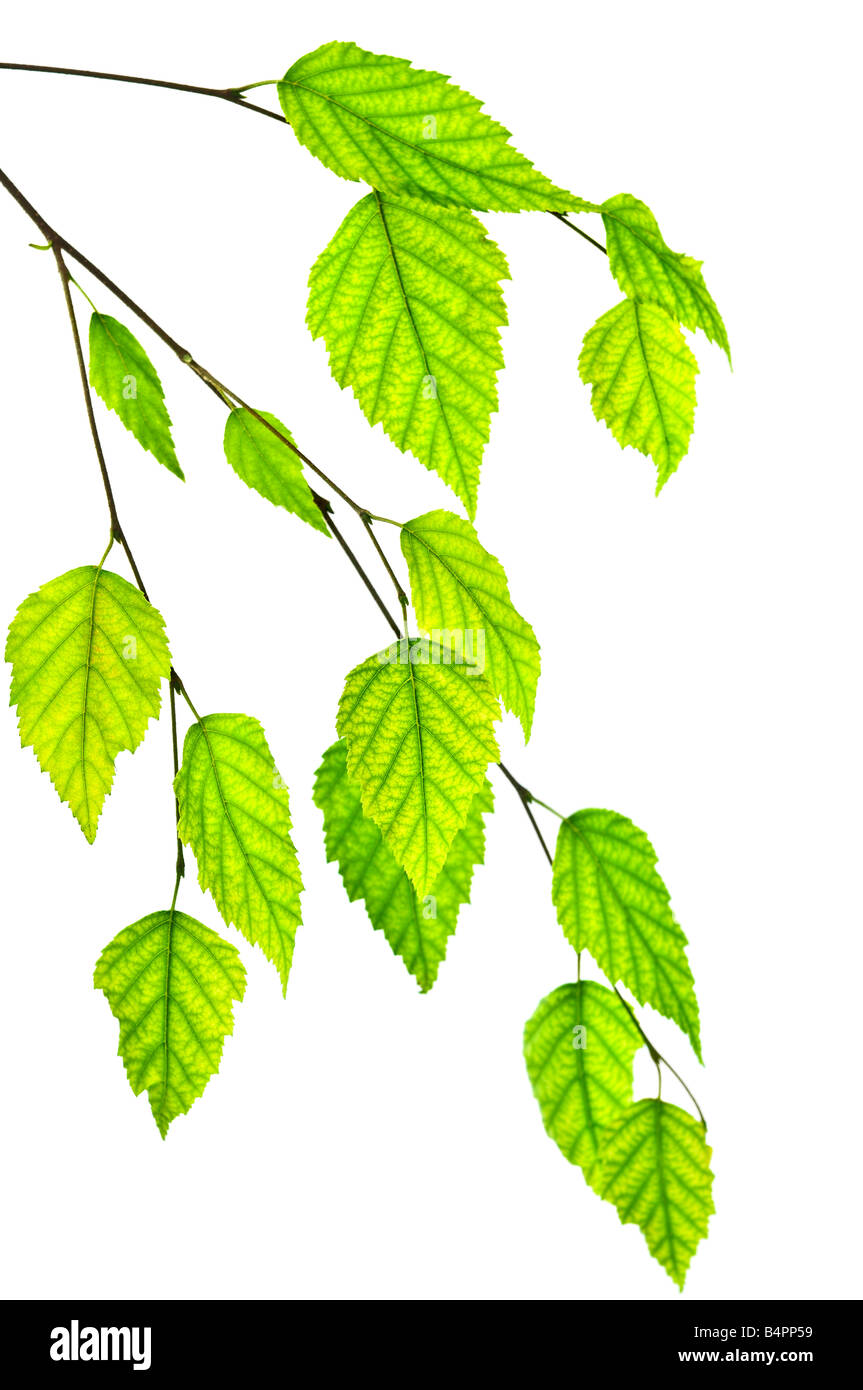 Tree branch with green leaves isolated on white background Stock Photo ...