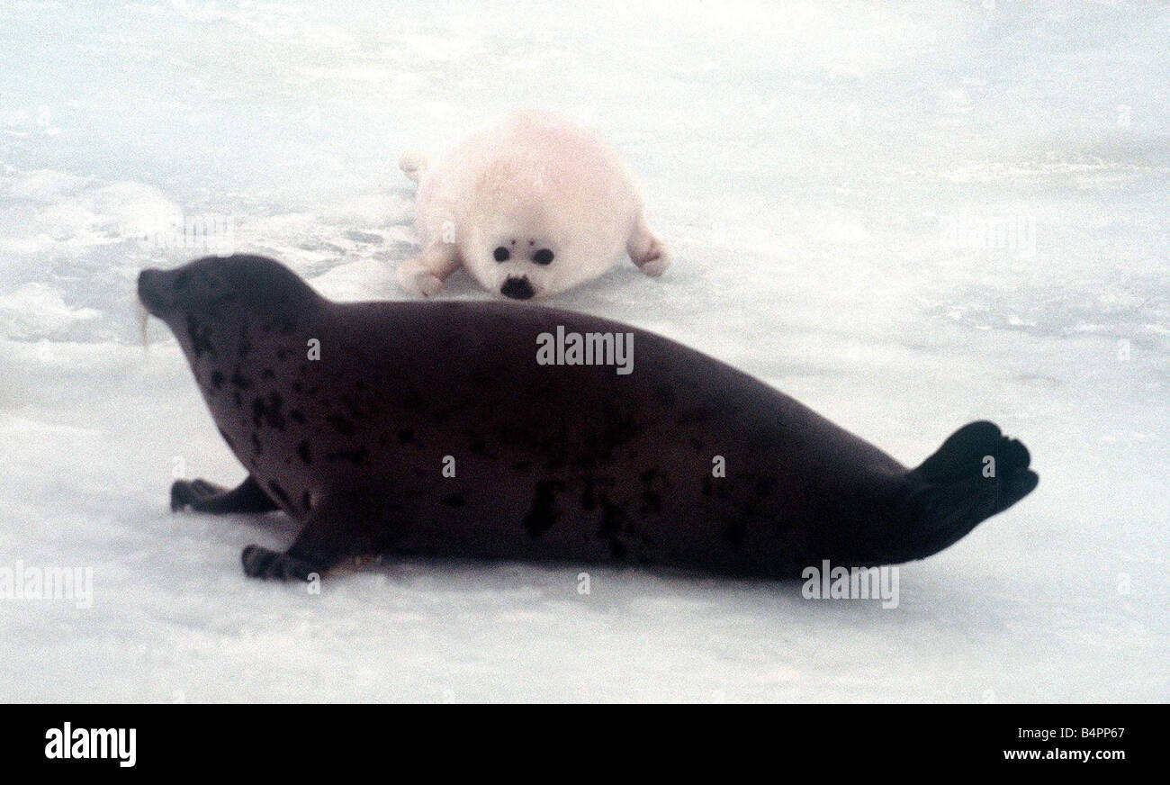 Seal Cull in Canada March 1979 Stock Photo - Alamy
