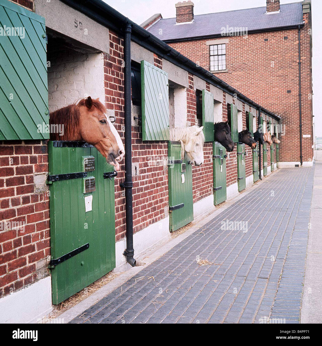 Horses in a stable 1968 Stock Photo - Alamy