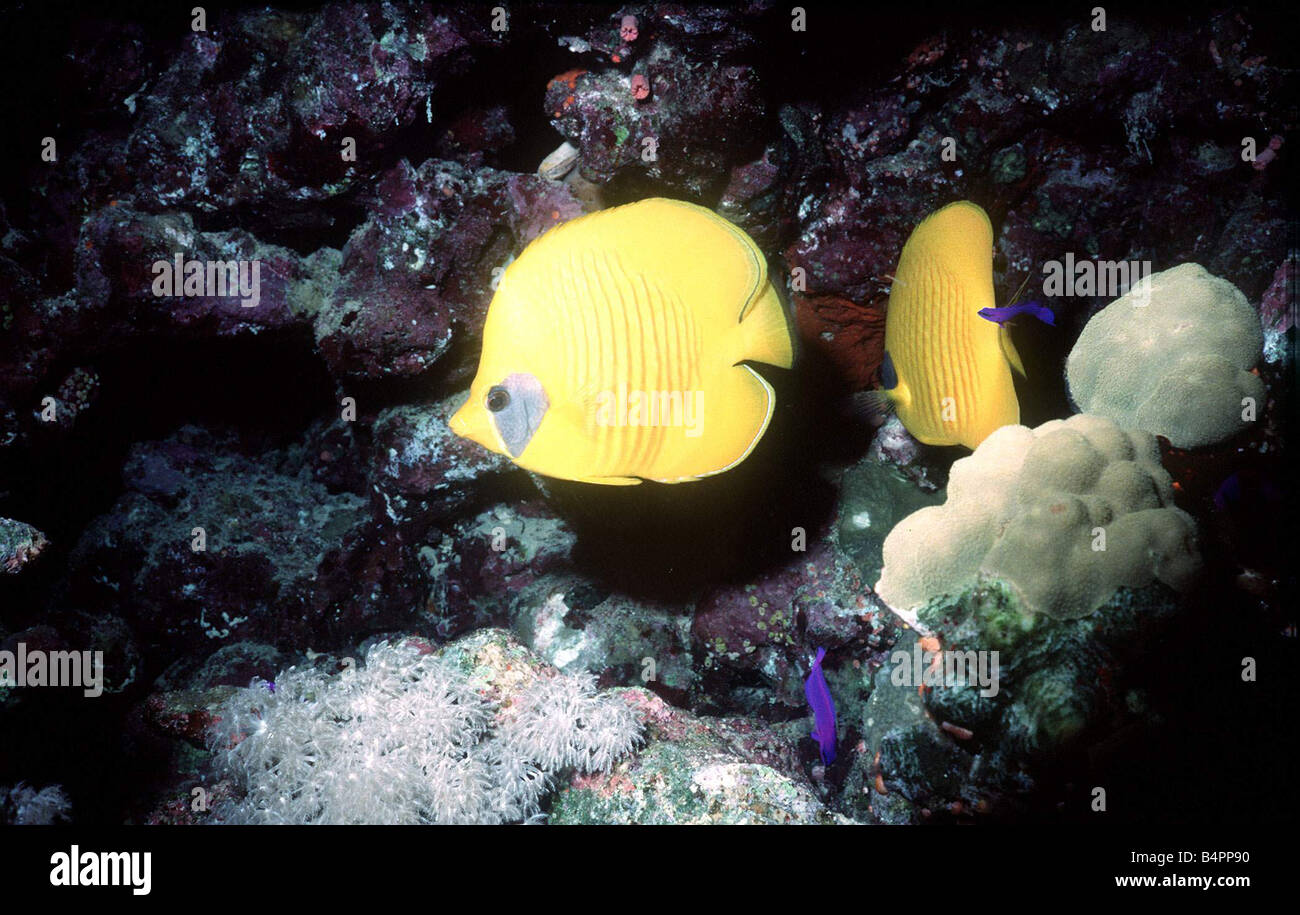Emperor fangel fish in the Red Sea circa 1988 Stock Photo - Alamy