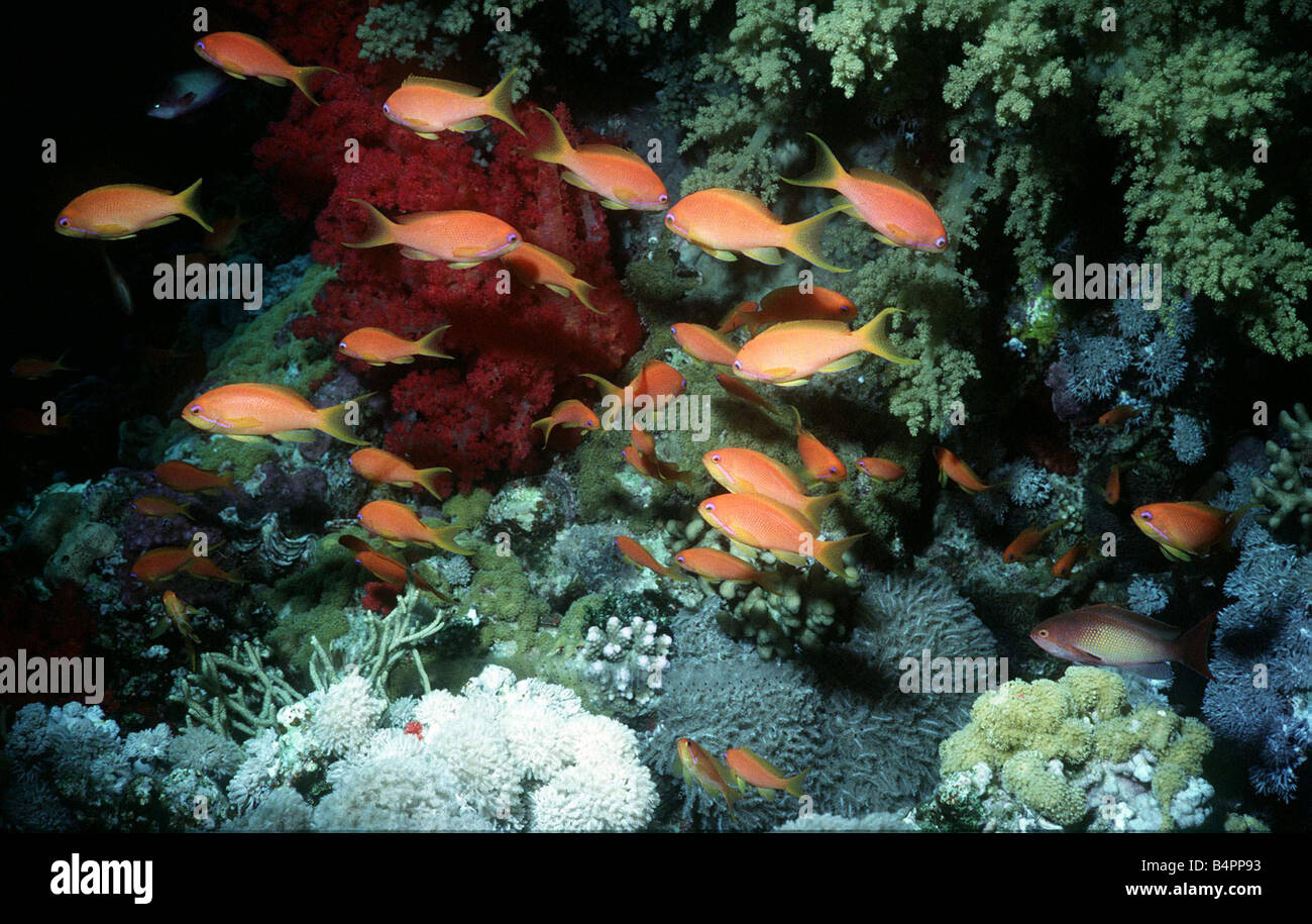 Gold fish in the Red Sea circa 1988 Stock Photo - Alamy
