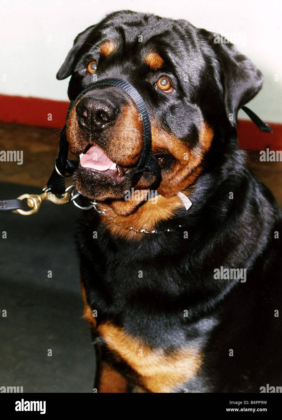 A Rottweiler in training with safety muzzle at the London Rottweiler ...