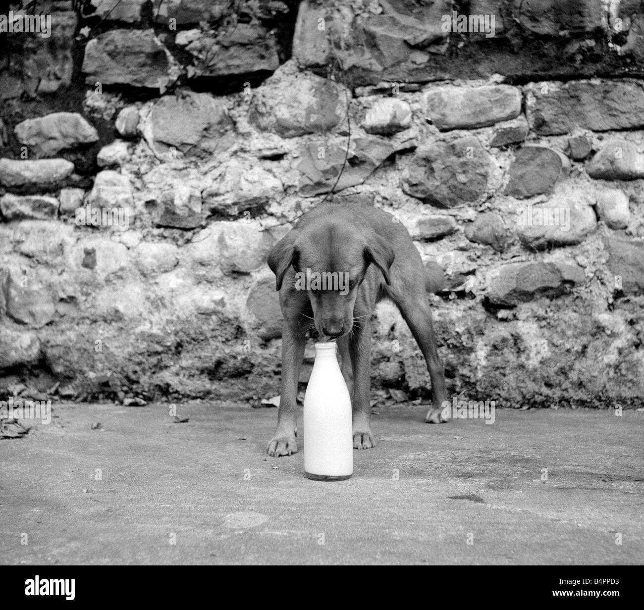 Dog and bottle of milk Sandy brown cross bread terrier bitch aged 12 ...