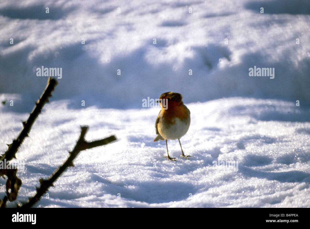 Robin winter cute hi-res stock photography and images - Alamy