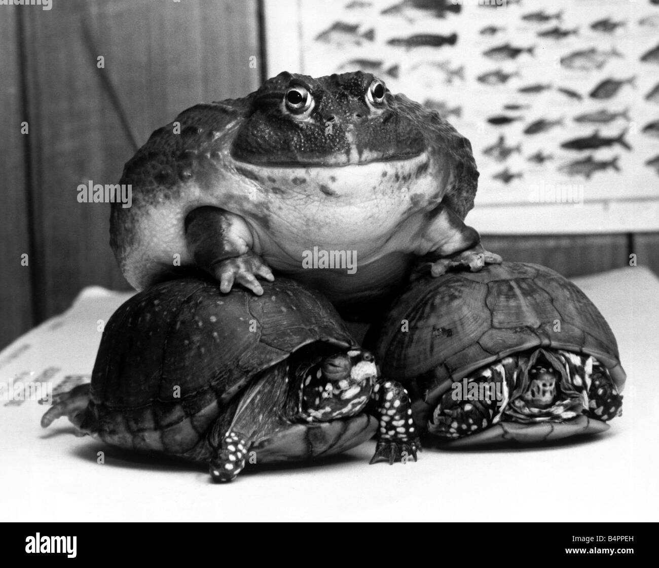 African bullfrog Black and White Stock Photos & Images - Alamy