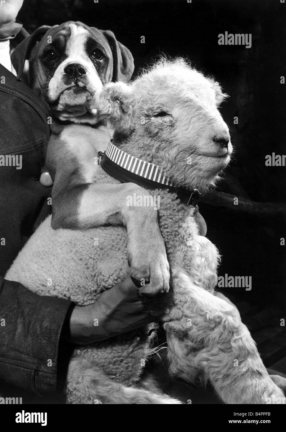 Marcel the boxer puppy and Larry the Lamb February 1960 Stock Photo - Alamy