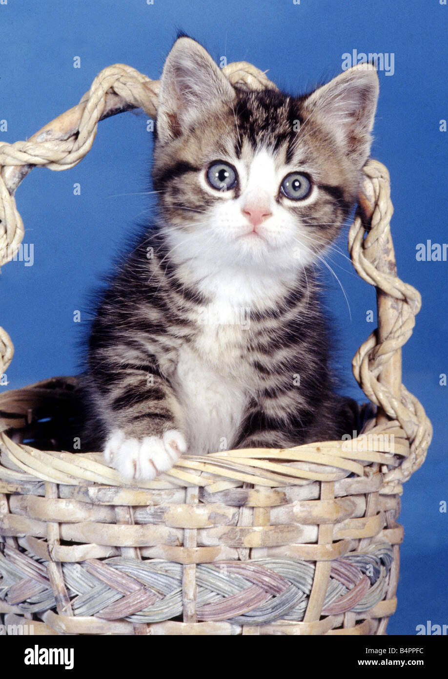 Kitten in a basket December 2001 Stock Photo - Alamy