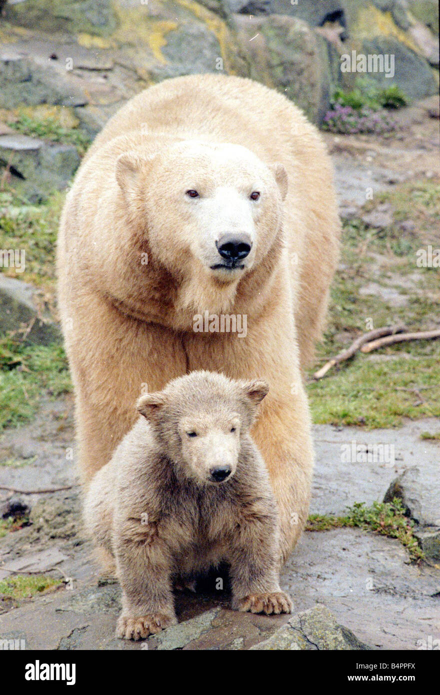 Polar bear with cub March 1992 Stock Photo - Alamy