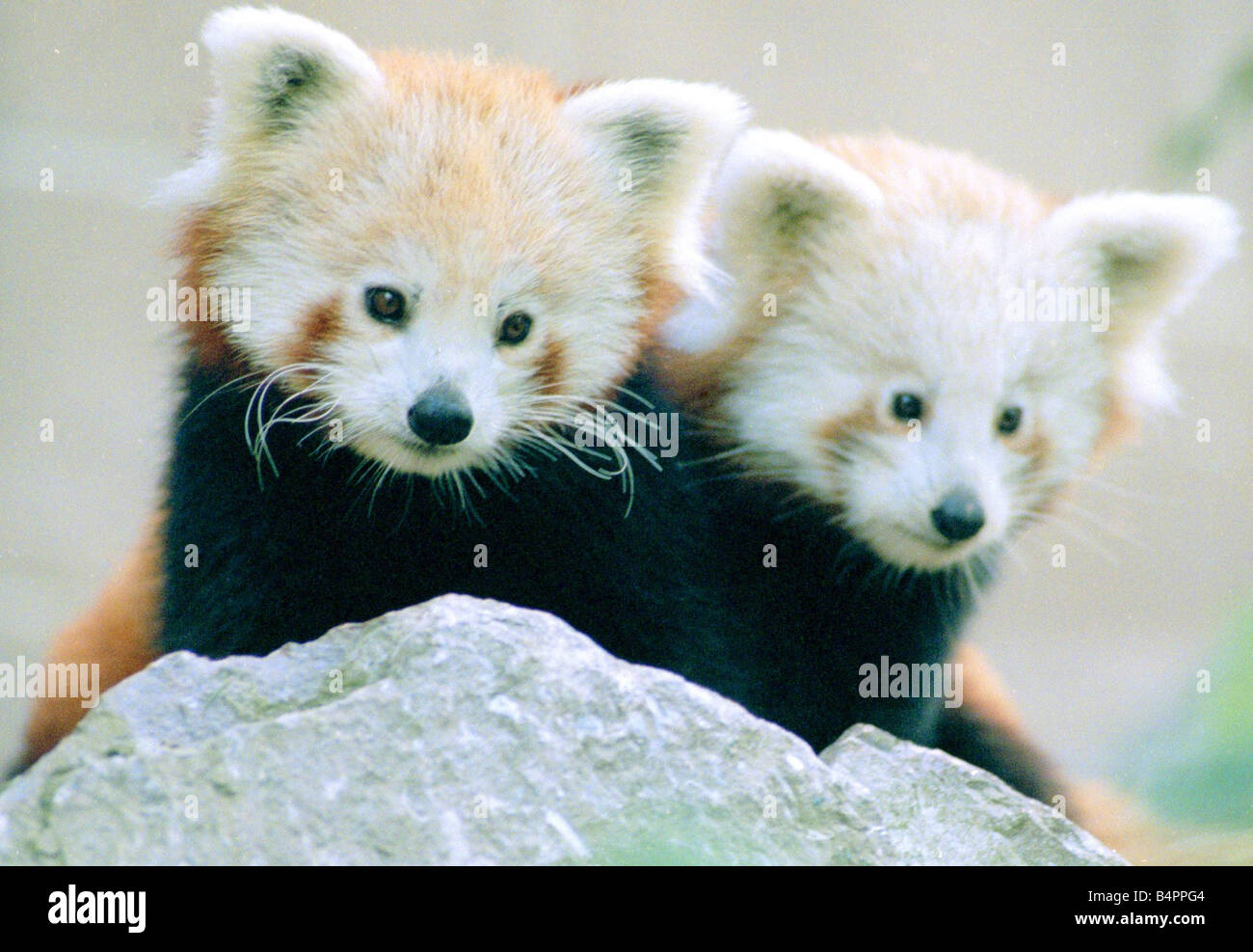 Two red pandas hi-res stock photography and images - Alamy