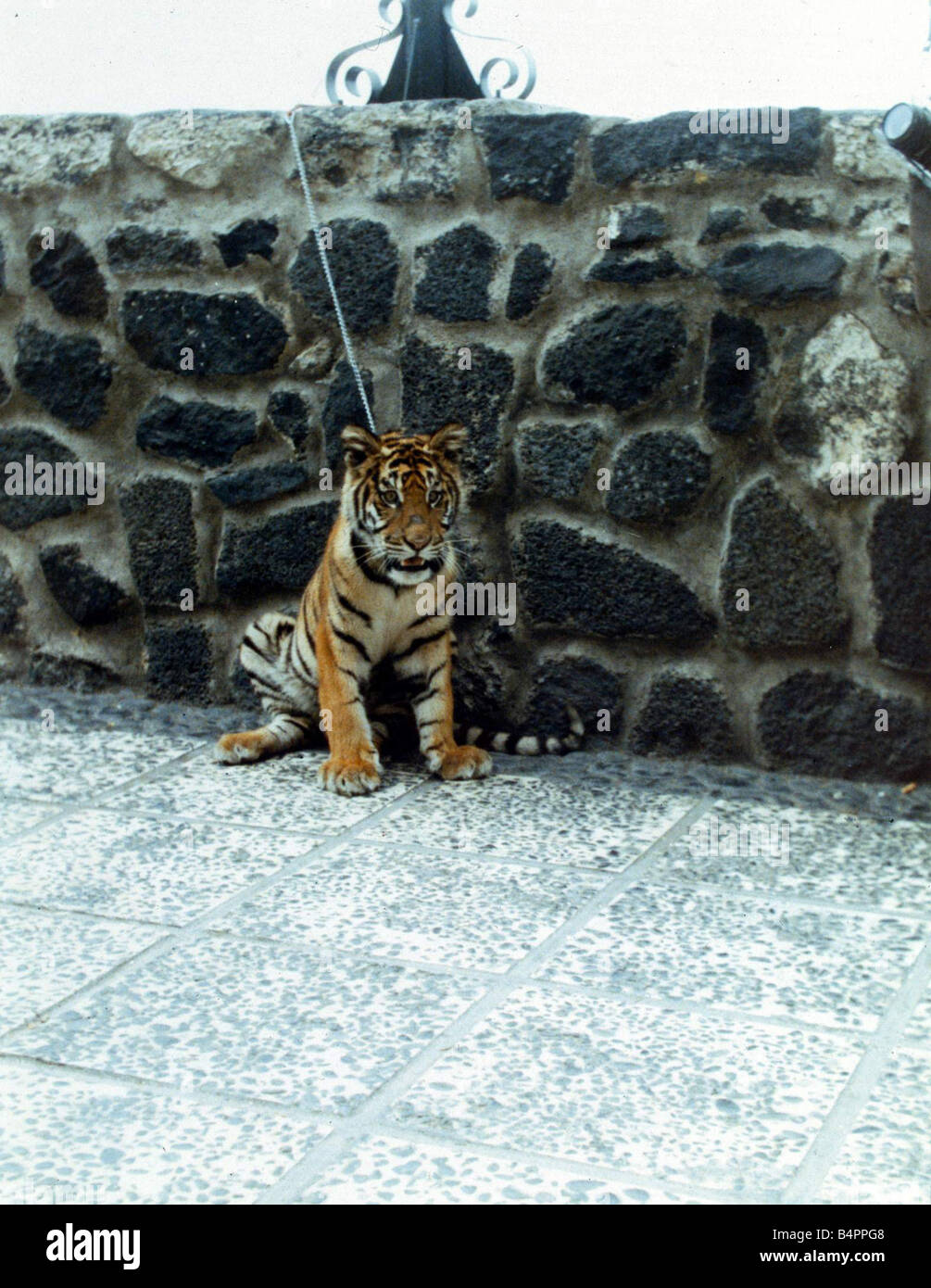 A tiger cub all alone in the world A Tiger cub tied up on the seafront ...
