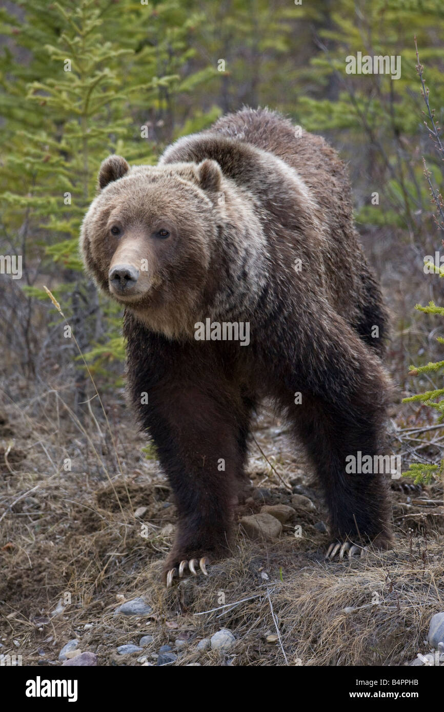 A grizzly bear in Banff National Park in Alberta Canada Stock Photo - Alamy