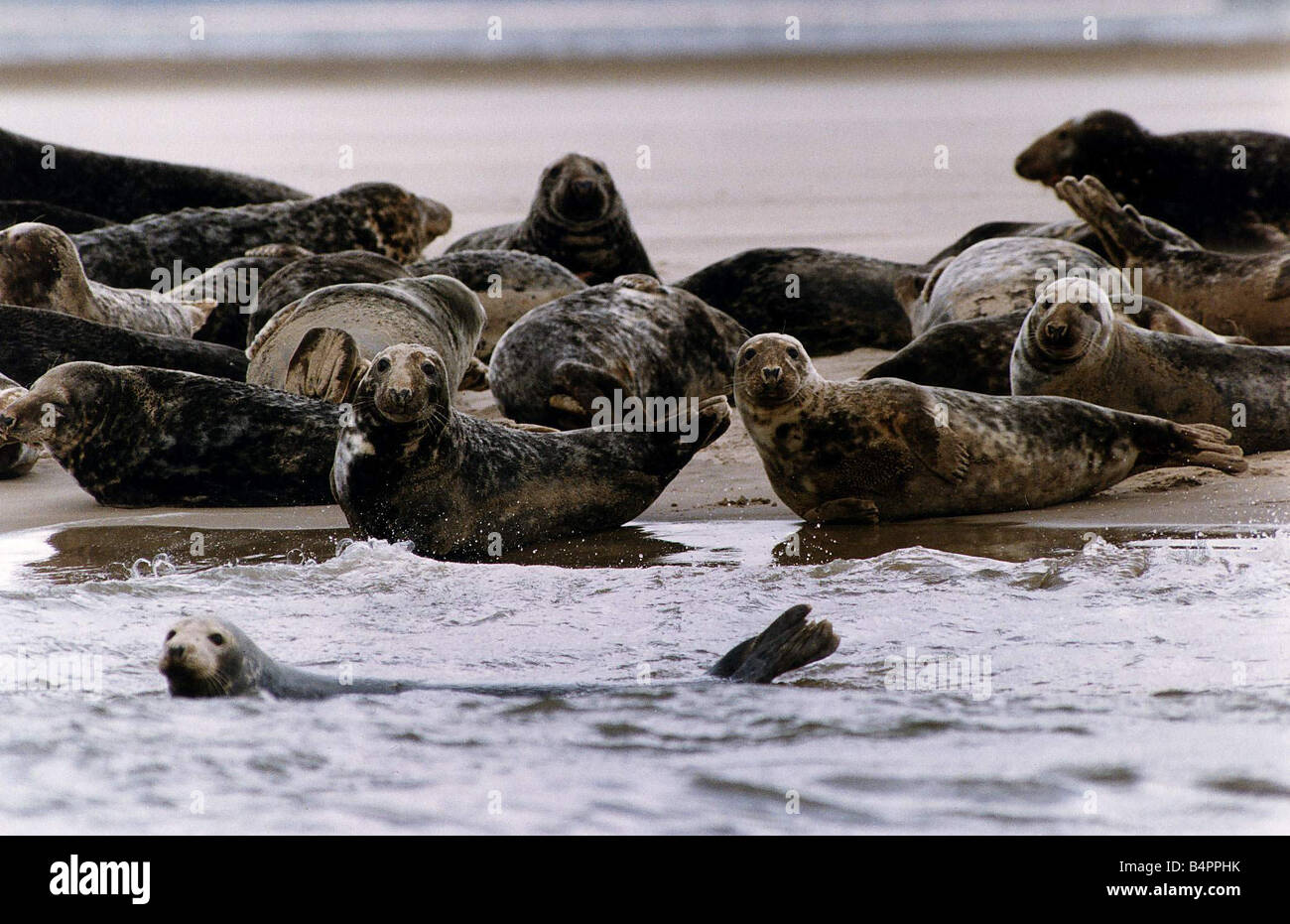Pollution in rivers and seas hi-res stock photography and images - Alamy
