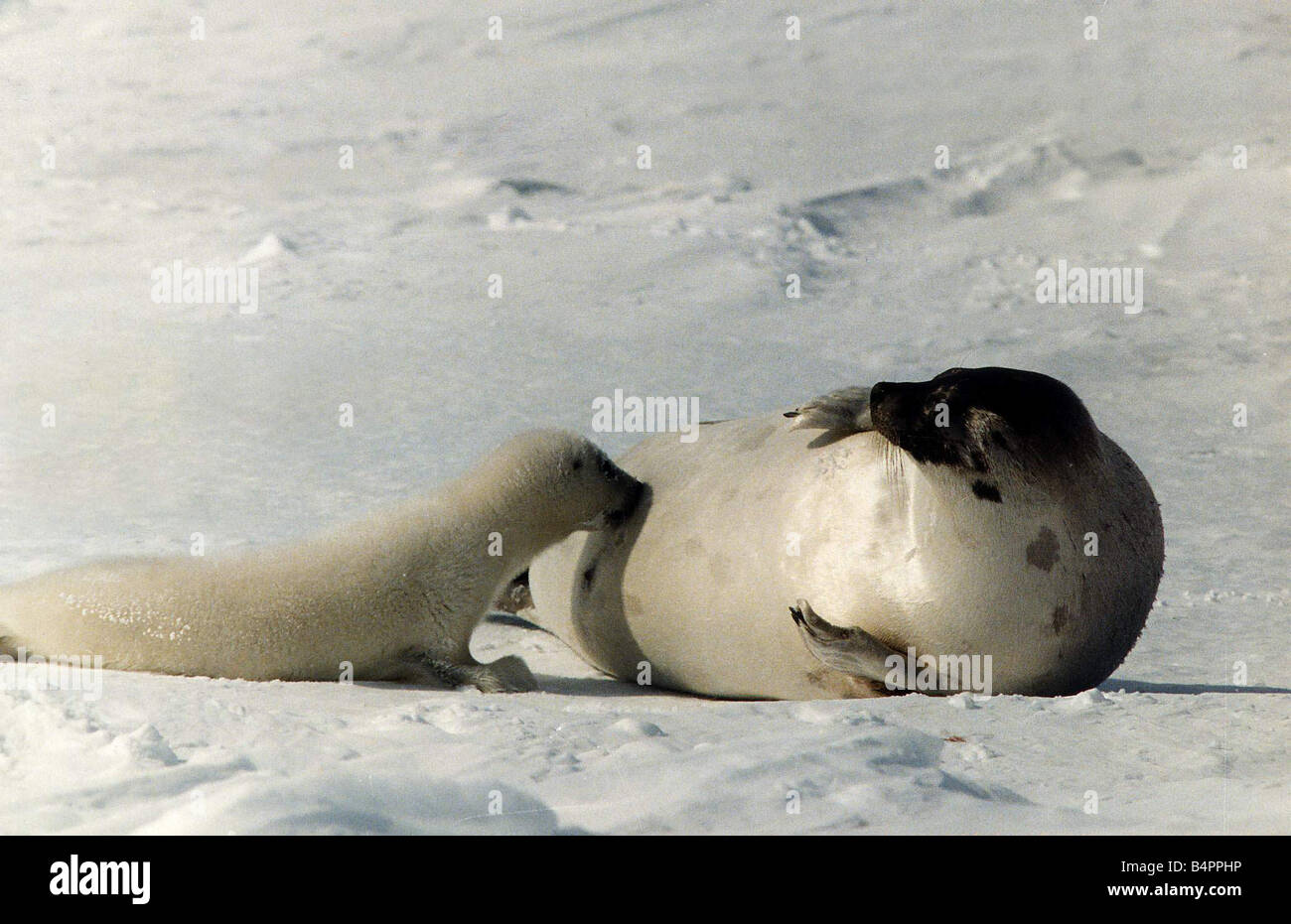 Seal on side hi-res stock photography and images - Alamy