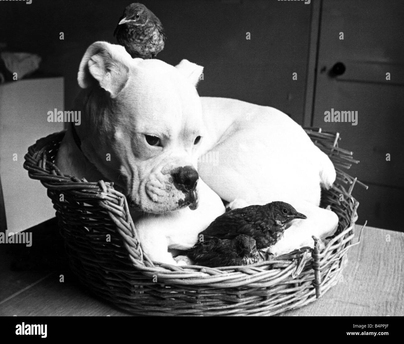 Trudi the boxer has befriends three orphaned birds June 1966 Stock ...