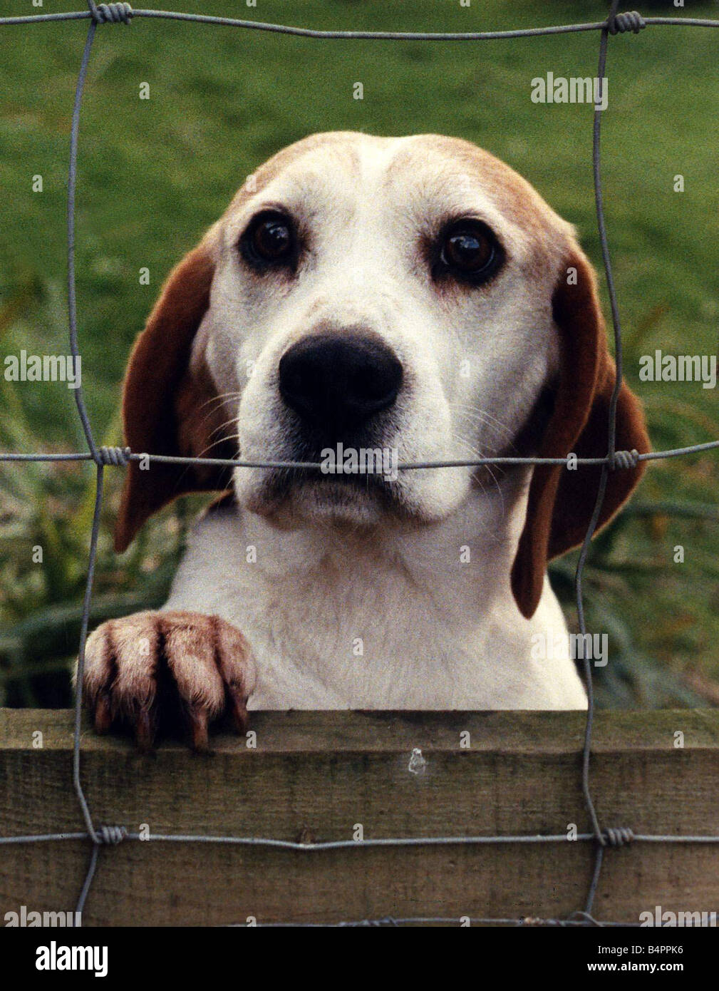 Beagle stands behind wire circa 1995 Stock Photo - Alamy