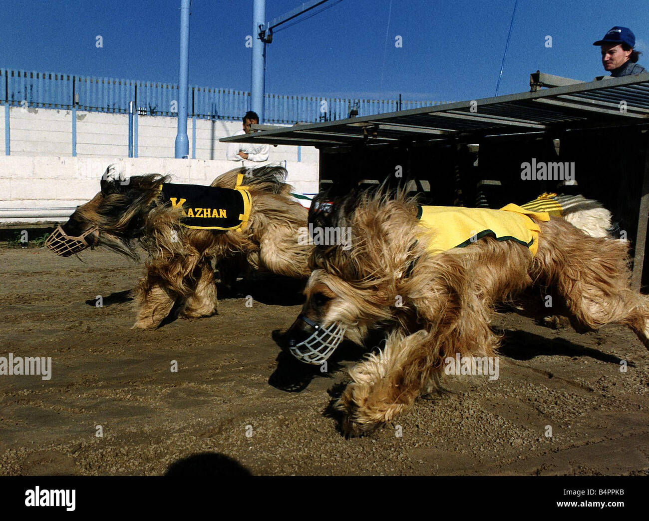 Afghan hounds racing High Resolution Stock Photography and Images - Alamy