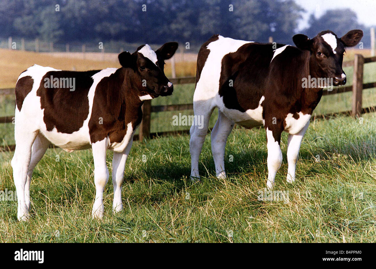 Cows in a field circa 1991 Stock Photo - Alamy