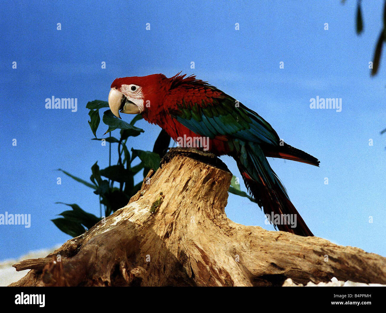 Green wing Macaw circa 1994 Stock Photo - Alamy