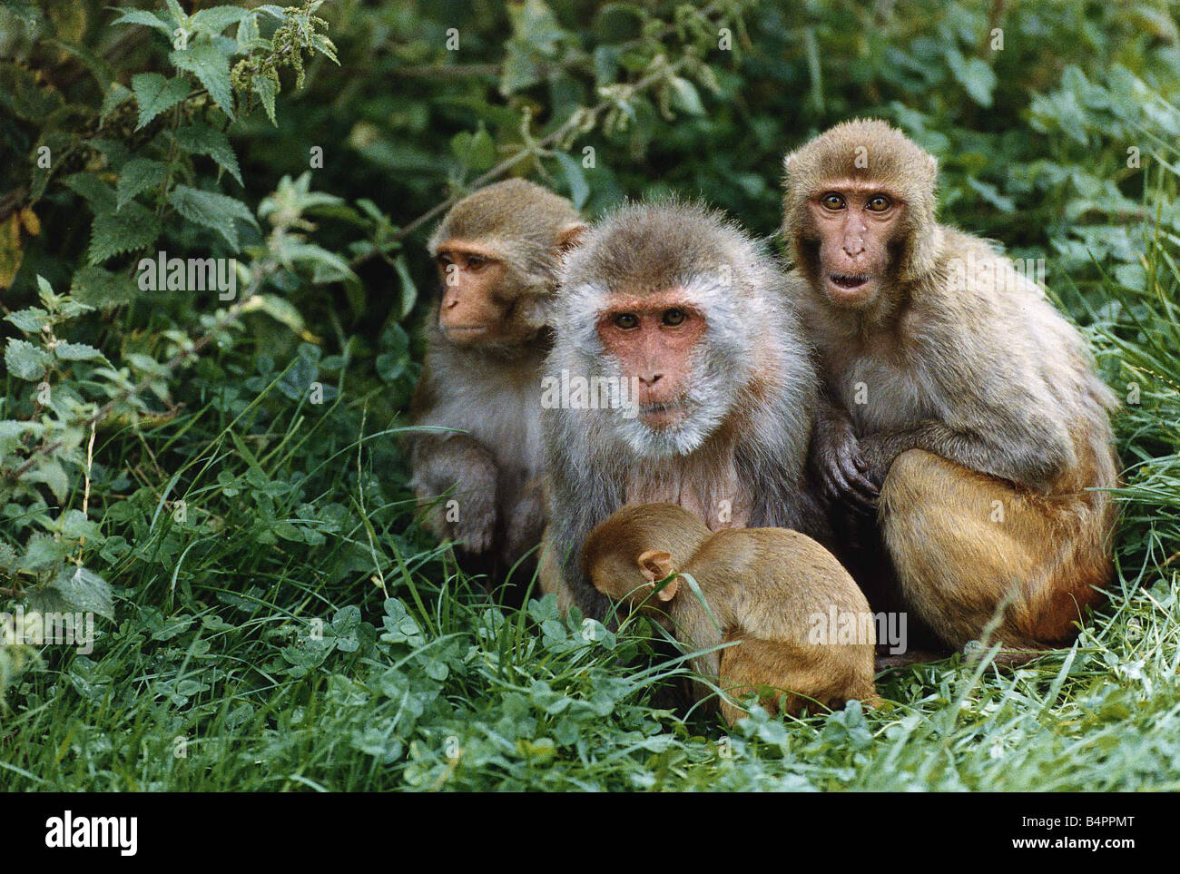 Animals Rhesus Monkeys in Longleat a Safari Park August 1992 Stock ...