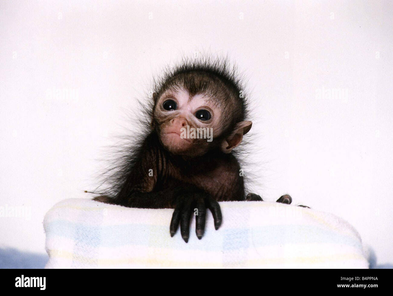 Black Spider Monkey Pedro at Colchester Zoo circa 1994 Stock Photo - Alamy